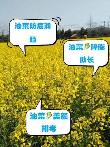 油菜的功效与作用_油菜怎么吃最营养-第2张图片-山城妙识