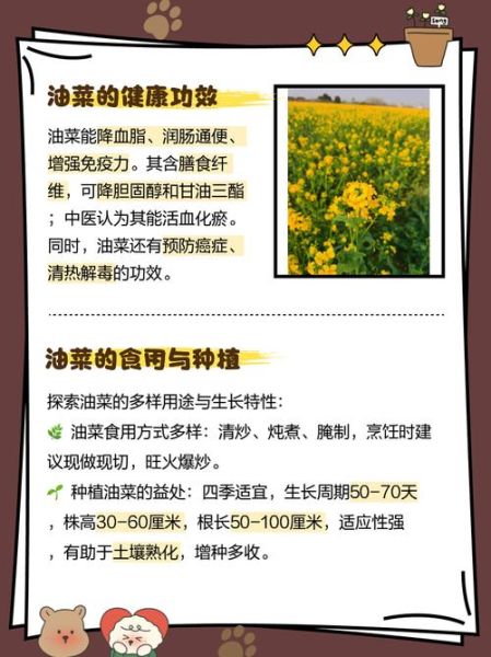 油菜的功效与作用_油菜怎么吃最营养-第3张图片-山城妙识