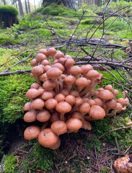 榛蘑长在什么树下_榛蘑图片与树种对照-第1张图片-山城妙识 榛蘑长在什么树下_榛蘑图片与树种对照-第1张图片-山城妙识