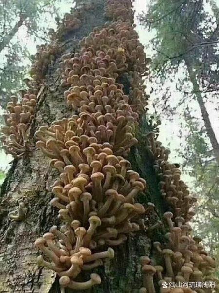 榛蘑长在什么树下_榛蘑图片与树种对照-第3张图片-山城妙识 榛蘑长在什么树下_榛蘑图片与树种对照-第3张图片-山城妙识