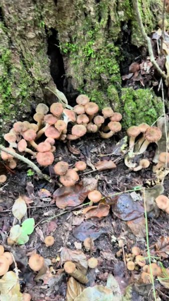 榛蘑长在什么树下_榛蘑图片与树种对照-第2张图片-山城妙识 榛蘑长在什么树下_榛蘑图片与树种对照-第2张图片-山城妙识