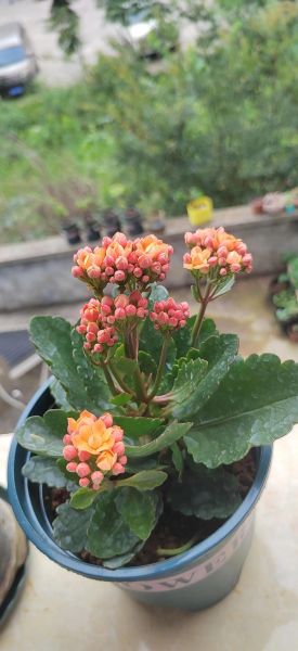 长寿花图片大全_长寿花怎么养才开花-第1张图片-山城妙识 长寿花图片大全_长寿花怎么养才开花-第1张图片-山城妙识