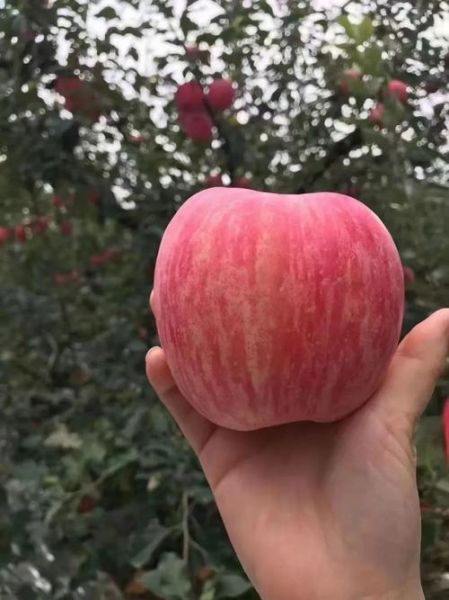 红富士苹果多少钱一斤_红富士苹果价格行情-第1张图片-山城妙识