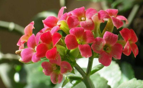 长寿花图片大全_长寿花怎么养才开花-第3张图片-山城妙识 长寿花图片大全_长寿花怎么养才开花-第3张图片-山城妙识