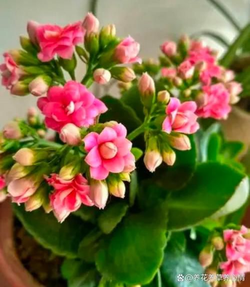 长寿花图片大全_长寿花怎么养才开花-第2张图片-山城妙识 长寿花图片大全_长寿花怎么养才开花-第2张图片-山城妙识