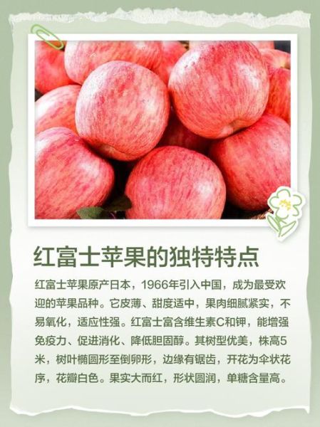 红富士苹果多少钱一斤_红富士苹果价格行情-第3张图片-山城妙识