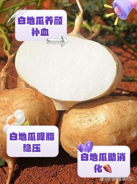 女人吃白地瓜的好处有哪些_白地瓜能减肥吗-第1张图片-山城妙识 女人吃白地瓜的好处有哪些_白地瓜能减肥吗-第1张图片-山城妙识