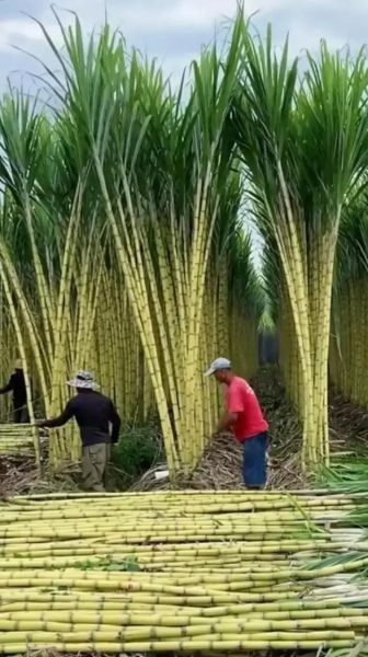 甘蔗图片怎么拍好看_甘蔗高清图片素材哪里找-第3张图片-山城妙识