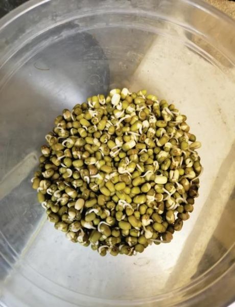 豆芽怎么发最快_家庭发豆芽注意事项-第2张图片-山城妙识