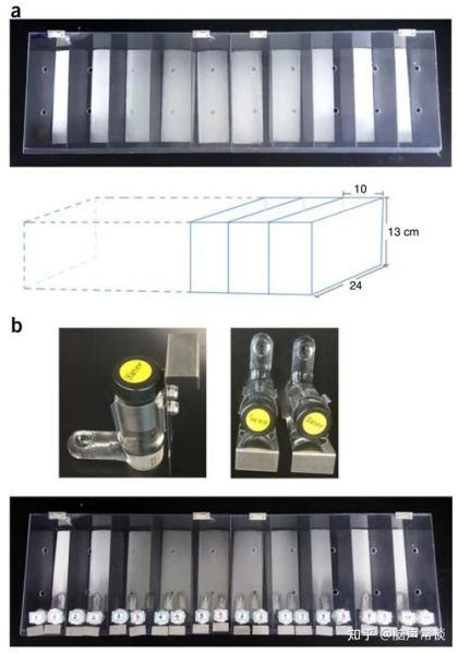 糖水偏好实验怎么做_糖水偏好实验原理-第2张图片-山城妙识 糖水偏好实验怎么做_糖水偏好实验原理-第2张图片-山城妙识