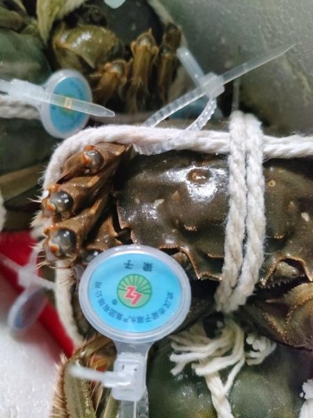 梁子湖大闸蟹几月份吃_什么时候最肥-第2张图片-山城妙识 梁子湖大闸蟹几月份吃_什么时候最肥-第2张图片-山城妙识