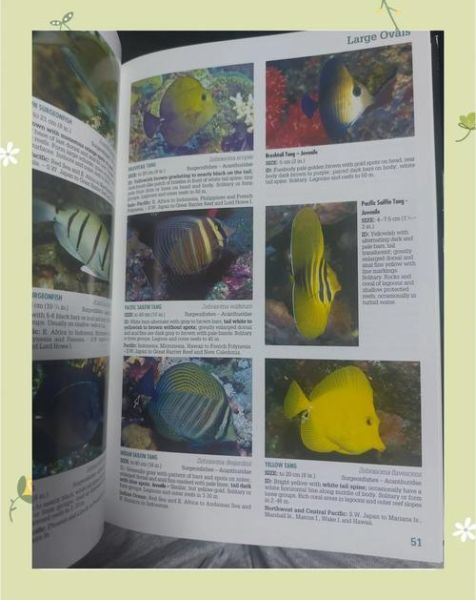 观赏海鱼种类图片大全_如何区分热带珊瑚鱼-第1张图片-山城妙识