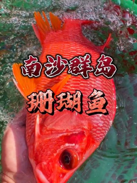 观赏海鱼种类图片大全_如何区分热带珊瑚鱼-第3张图片-山城妙识