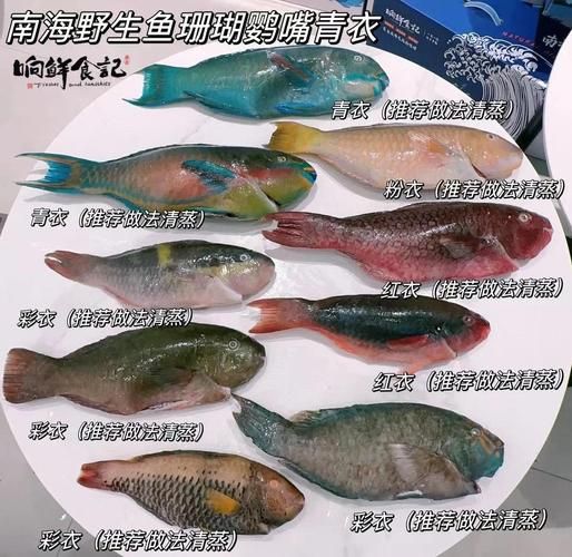 观赏海鱼种类图片大全_如何区分热带珊瑚鱼-第2张图片-山城妙识