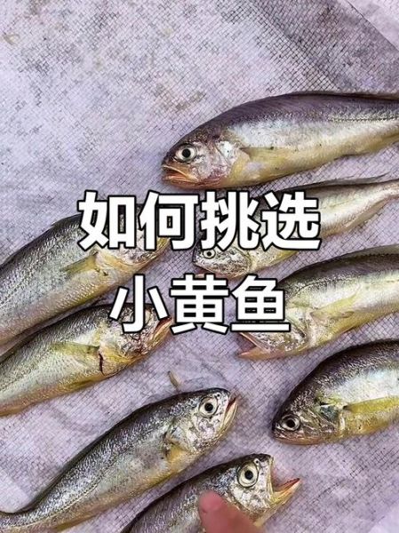 小黄鱼是什么鱼_小黄鱼是海鱼还是淡水鱼-第1张图片-山城妙识 小黄鱼是什么鱼_小黄鱼是海鱼还是淡水鱼-第1张图片-山城妙识