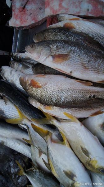 小黄鱼是什么鱼_小黄鱼是海鱼还是淡水鱼-第2张图片-山城妙识 小黄鱼是什么鱼_小黄鱼是海鱼还是淡水鱼-第2张图片-山城妙识