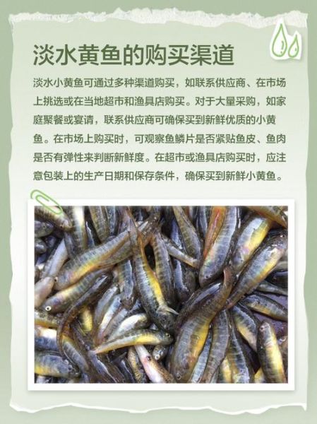小黄鱼是什么鱼_小黄鱼是海鱼还是淡水鱼-第3张图片-山城妙识 小黄鱼是什么鱼_小黄鱼是海鱼还是淡水鱼-第3张图片-山城妙识