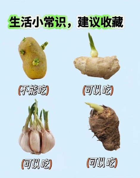 发芽的大蒜有毒吗_还能不能吃-第1张图片-山城妙识 发芽的大蒜有毒吗_还能不能吃-第1张图片-山城妙识