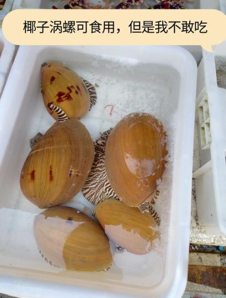 椰子螺里面有珍珠吗_椰子螺珍珠值钱吗-第2张图片-山城妙识