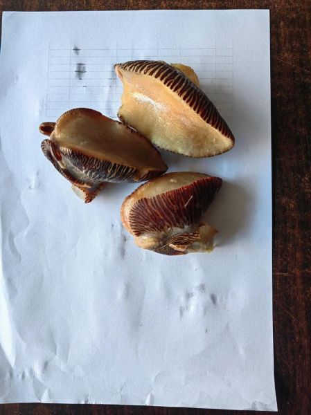 椰子螺里面有珍珠吗_椰子螺珍珠值钱吗-第3张图片-山城妙识