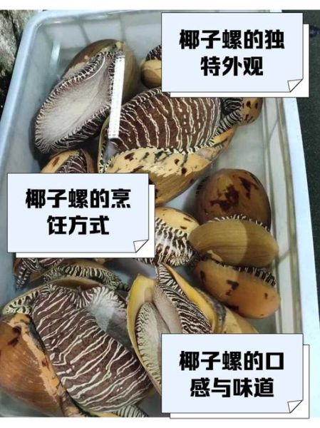 椰子螺里面有珍珠吗_椰子螺珍珠值钱吗-第1张图片-山城妙识