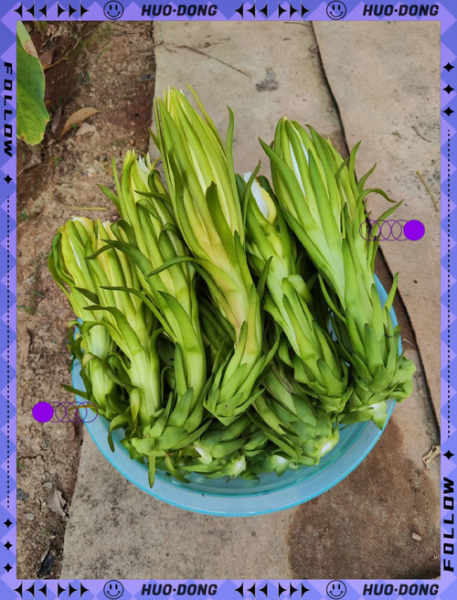 火龙果皮晒干能做什么_火龙果皮晒干后怎么吃-第3张图片-山城妙识 火龙果皮晒干能做什么_火龙果皮晒干后怎么吃-第3张图片-山城妙识