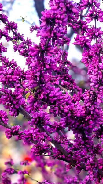 紫荆花图片高清壁纸哪里下载_如何拍摄紫荆花特写-第2张图片-山城妙识 紫荆花图片高清壁纸哪里下载_如何拍摄紫荆花特写-第2张图片-山城妙识