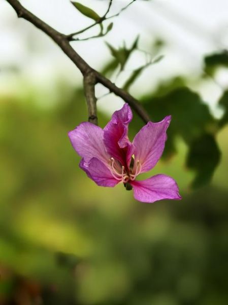 紫荆花图片高清壁纸哪里下载_如何拍摄紫荆花特写-第1张图片-山城妙识 紫荆花图片高清壁纸哪里下载_如何拍摄紫荆花特写-第1张图片-山城妙识