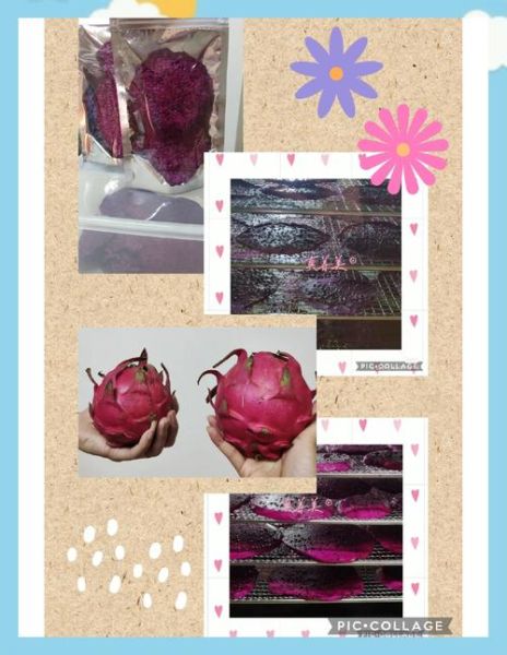 火龙果皮晒干能做什么_火龙果皮晒干后怎么吃-第1张图片-山城妙识 火龙果皮晒干能做什么_火龙果皮晒干后怎么吃-第1张图片-山城妙识