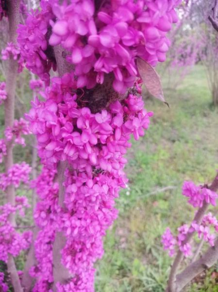 紫荆花图片高清壁纸哪里下载_如何拍摄紫荆花特写-第3张图片-山城妙识 紫荆花图片高清壁纸哪里下载_如何拍摄紫荆花特写-第3张图片-山城妙识