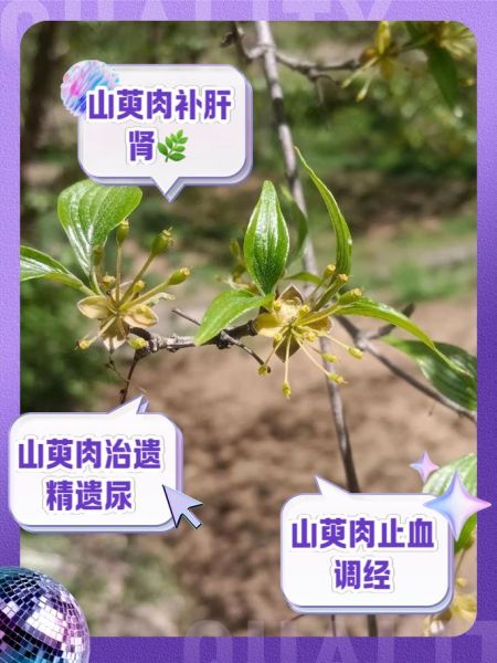 山茱萸图片功效与作用_山茱萸怎么吃效果最好-第3张图片-山城妙识