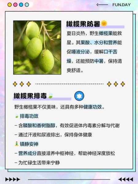 橄榄果多少钱一斤_橄榄果价格影响因素-第2张图片-山城妙识 橄榄果多少钱一斤_橄榄果价格影响因素-第2张图片-山城妙识