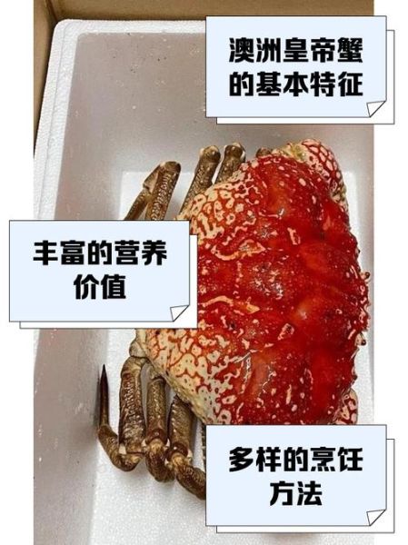 澳洲皇帝蟹多少钱一斤_澳洲皇帝蟹价格2024-第1张图片-山城妙识 澳洲皇帝蟹多少钱一斤_澳洲皇帝蟹价格2024-第1张图片-山城妙识