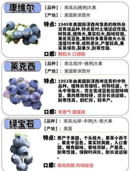 蓝莓的功效与作用_蓝莓的营养价值-第1张图片-山城妙识 蓝莓的功效与作用_蓝莓的营养价值-第1张图片-山城妙识