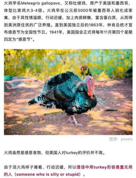 感恩节为什么吃火鸡_火鸡传统起源-第3张图片-山城妙识 感恩节为什么吃火鸡_火鸡传统起源-第3张图片-山城妙识