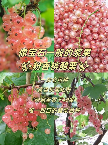 醋栗tv是什么_醋栗tv怎么用-第1张图片-山城妙识 醋栗tv是什么_醋栗tv怎么用-第1张图片-山城妙识