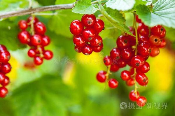 醋栗tv是什么_醋栗tv怎么用-第3张图片-山城妙识 醋栗tv是什么_醋栗tv怎么用-第3张图片-山城妙识