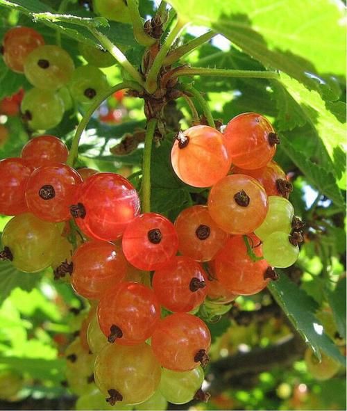 醋栗tv是什么_醋栗tv怎么用-第2张图片-山城妙识 醋栗tv是什么_醋栗tv怎么用-第2张图片-山城妙识