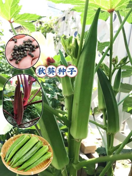 秋葵什么时候种植最好_秋葵几月份播种最合适-第2张图片-山城妙识 秋葵什么时候种植最好_秋葵几月份播种最合适-第2张图片-山城妙识