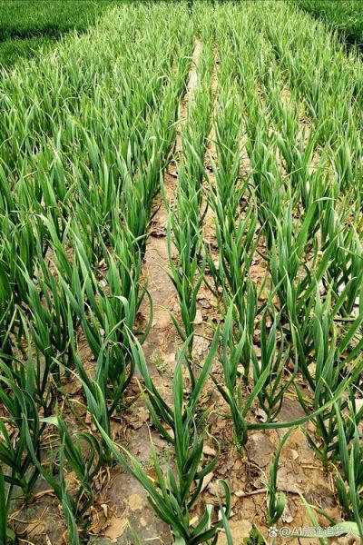 青蒜苗怎么种_青蒜苗种植技术-第1张图片-山城妙识 青蒜苗怎么种_青蒜苗种植技术-第1张图片-山城妙识