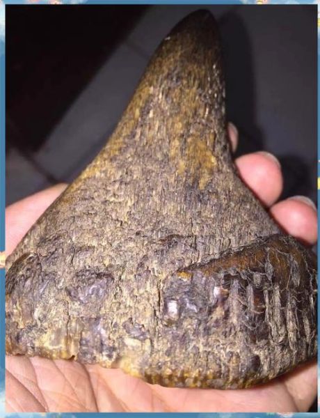 犀牛角的功效与作用_犀牛角能治什么病-第3张图片-山城妙识 犀牛角的功效与作用_犀牛角能治什么病-第3张图片-山城妙识