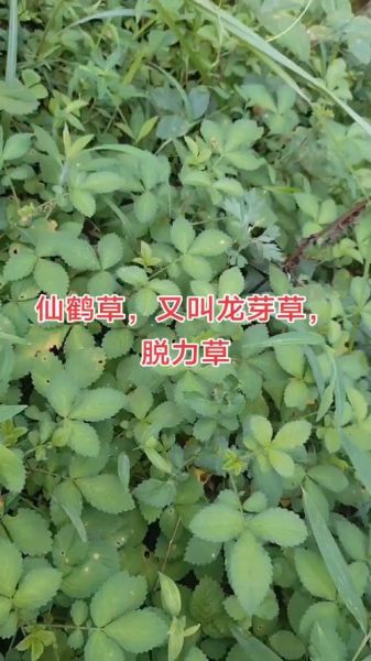 仙鹤草图片长什么样_仙鹤草的功效与作用-第3张图片-山城妙识 仙鹤草图片长什么样_仙鹤草的功效与作用-第3张图片-山城妙识