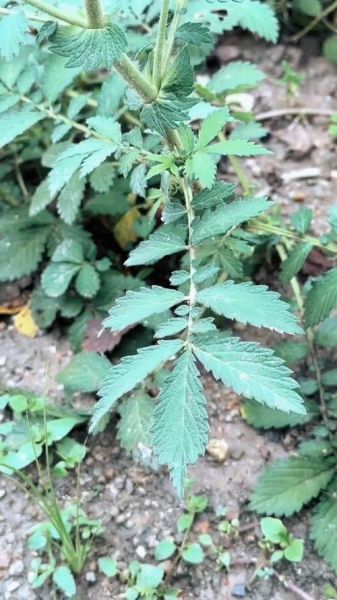 仙鹤草图片长什么样_仙鹤草的功效与作用-第2张图片-山城妙识 仙鹤草图片长什么样_仙鹤草的功效与作用-第2张图片-山城妙识