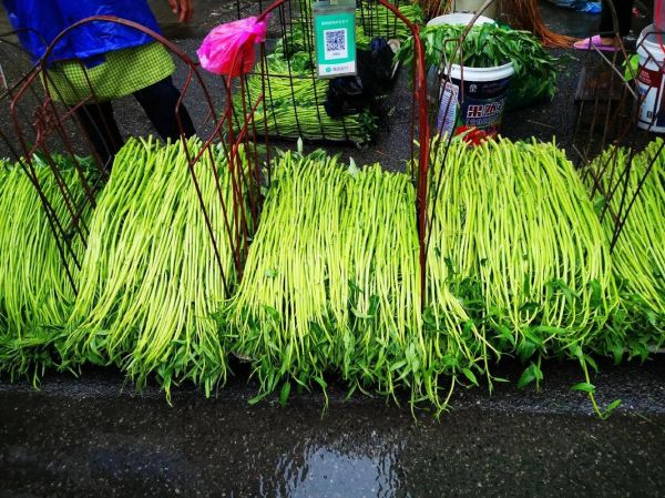 空心菜有毒吗_空心菜为什么有毒-第1张图片-山城妙识 空心菜有毒吗_空心菜为什么有毒-第1张图片-山城妙识