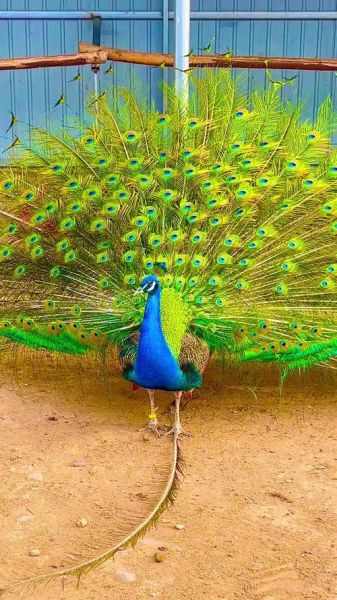 孔雀开屏是什么意思_孔雀开屏的寓意有哪些-第1张图片-山城妙识 孔雀开屏是什么意思_孔雀开屏的寓意有哪些-第1张图片-山城妙识