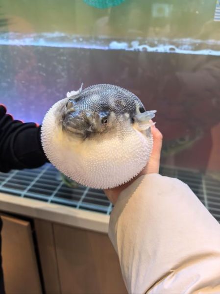 新鲜河豚鱼怎么处理_河豚鱼做法大全-第2张图片-山城妙识