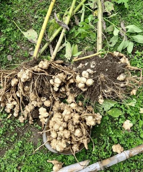 洋姜图片大全_洋姜长什么样-第1张图片-山城妙识