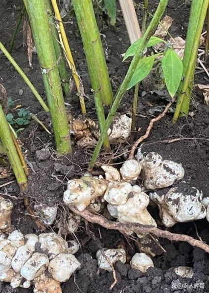 洋姜图片大全_洋姜长什么样-第3张图片-山城妙识