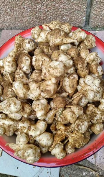 洋姜图片大全_洋姜长什么样-第2张图片-山城妙识