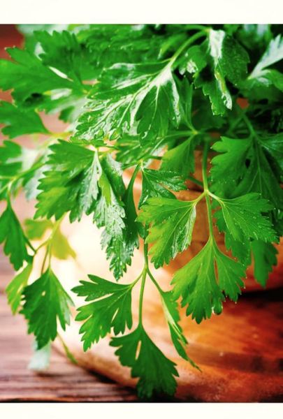 欧芹和芹菜的区别_欧芹和芹菜哪个更健康-第1张图片-山城妙识 欧芹和芹菜的区别_欧芹和芹菜哪个更健康-第1张图片-山城妙识